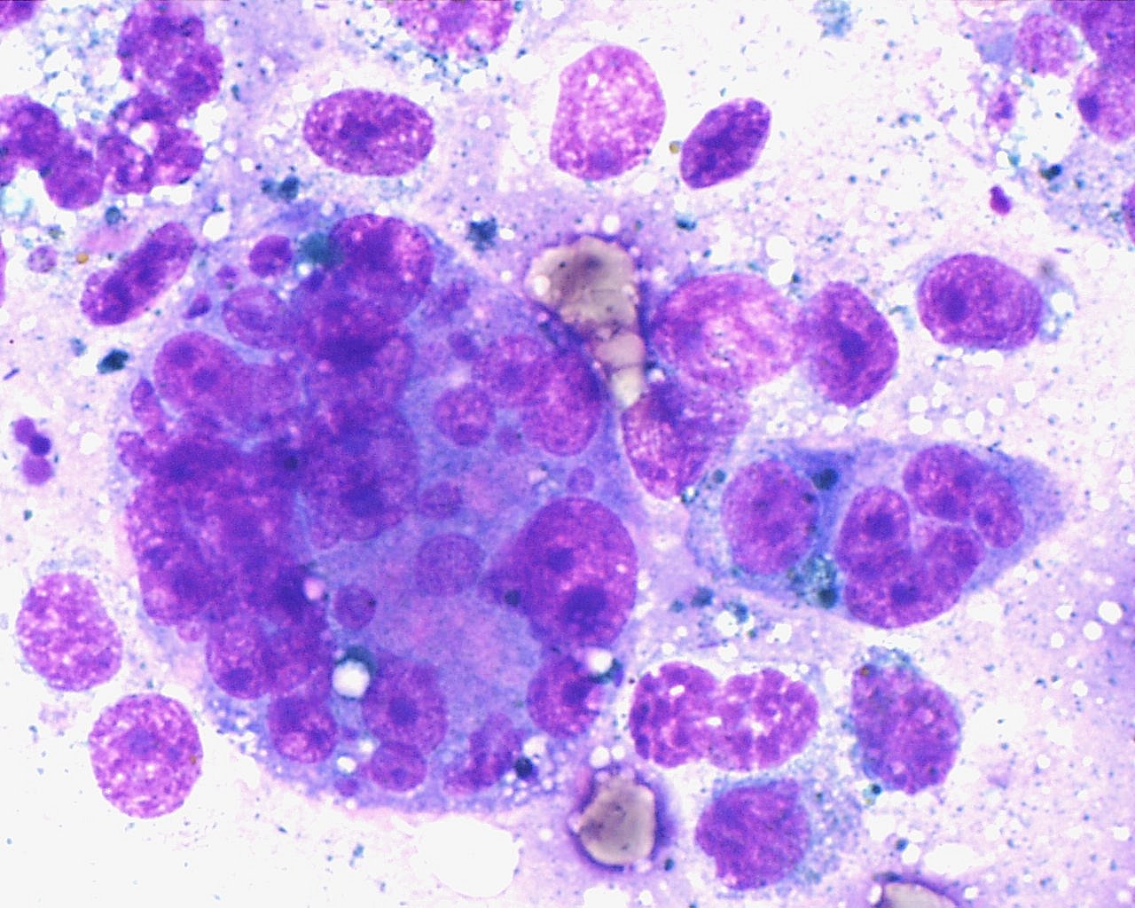 CITOLOGÍA | Instituto VOC